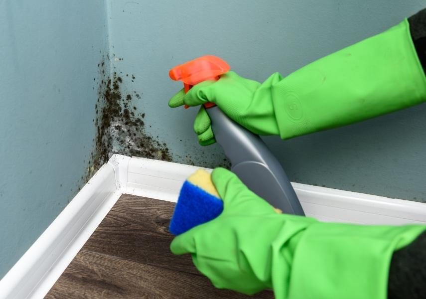 What Is Black Mould, And How Can You Prevent It? - UCAN
